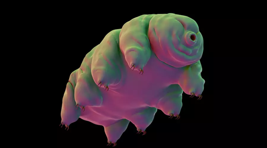 Tardigrade Misschien, als iemand ooit de aarde erft, zal het een tardigrade zijn. Ze hebben al in de ruimte overleefd, hebben aangetoond dat ze dodelijke doses straling, verwarming tot 150 ° C en een druk van maar liefst 6.000 atmosfeer kunnen verdragen zonder gevolgen. Het punt is dat in zulke extreme omstandigheden tardigrades in schijndood vallen, en het DNA van deze wezens heeft unieke eiwitten die nucleïnezuren beschermen tegen radioactieve besmetting van elk niveau. Het lijkt erop dat iemand de tardigrade speciaal heeft ontworpen voor speciale operaties in ongelooflijk moeilijke omstandigheden!