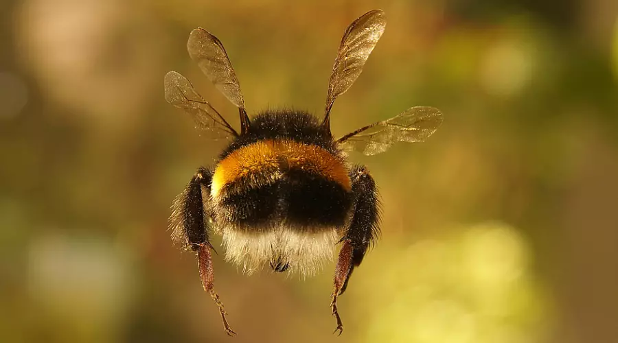 Hommel Verrassend, volgens alle principes van aerodynamica, kan een hommel gewoon niet vliegen. Dit werd in 1934 ontdekt door entomoloog Antoine Magnan. Het mysterie werd pas een paar decennia later opgelost: het blijkt dat de speciale structuur van de vleugel de hommel in staat stelt kleine wervelingen van lucht te creëren die het insect omhoog tillen bij elke beweging van de vleugels.