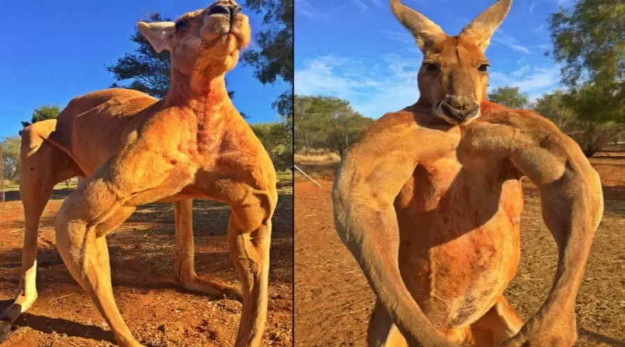 Kangaroo Het jy geweet dat 'n kangoeroe met net een sprong tot nege meter kan strek? Dit verg baie energie, ongeveer tien keer meer as wat die dier uit voedsel kry - dit is onmoontlik! Bioloë het ook hierdie raaisel opgelos: spesiale senings in die agterpote help die kangaroe om tot 70% van die energie vir spring te stoor. Die stert en spesiale bewegings van die kop help die kangaroe om ure lank te spring en word nie eers baie moeg nie.