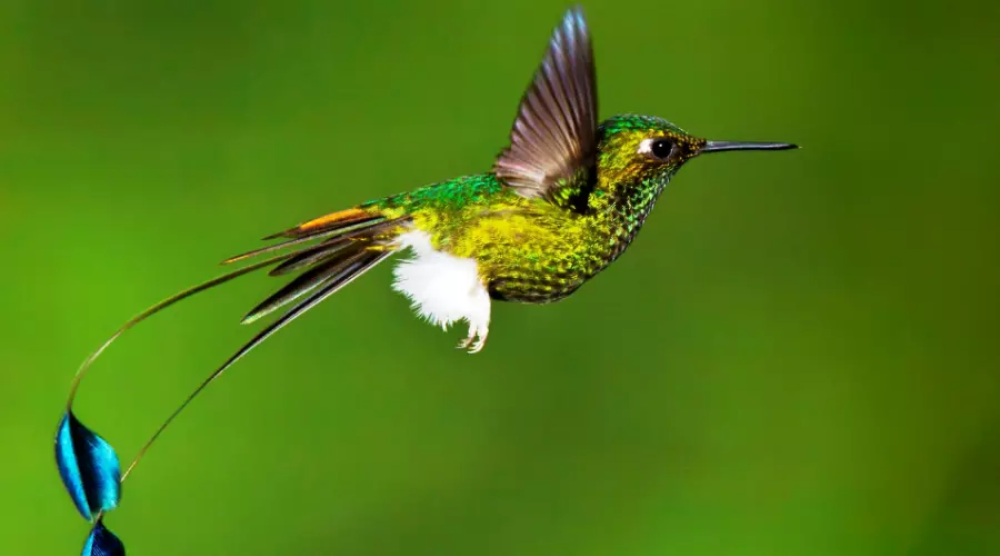 Hummingbird Hummingbird vliegt zo snel omdat hij 80 flappen per seconde kan maken. De geproduceerde energie is enorm en de veren moeten voorkomen dat warmte het lichaam verlaat. Bovendien leven kolibries in een zeer heet klimaat - ja, ze zouden onder dergelijke omstandigheden gewoon in de lucht moeten branden. Pas in 2016 wisten biologen te begrijpen hoe deze vogels overleven. Het bleek dat er verschillende speciale zones op het lichaam van de kolibrie zijn, waardoor overtollige energie wordt afgevoerd.