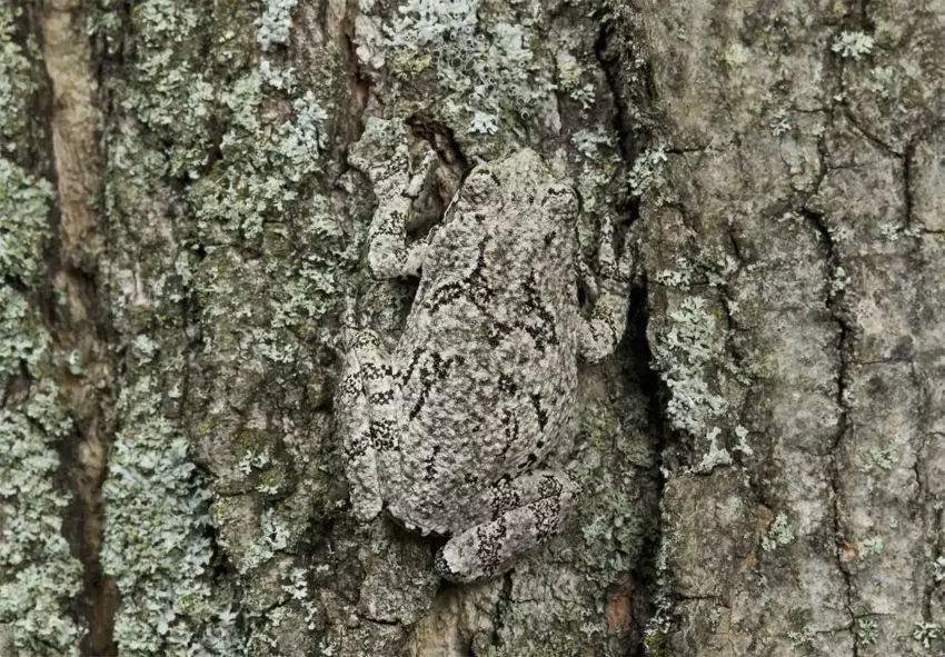 Grenouilles Pour de nombreux prédateurs, les grenouilles sont la principale source de nourriture. Pour survivre, les grenouilles doivent avoir des motifs de camouflage élaborés. Par conséquent, certains d'entre eux ont une couleur similaire à leur habitat, tandis que d'autres peuvent la changer en fonction de l'éclairage, des paramètres climatiques et autres.