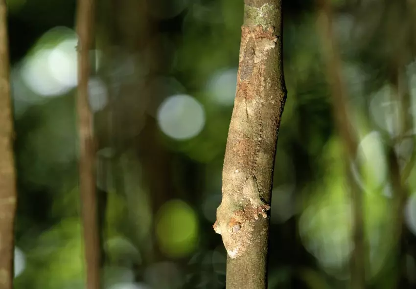 Gecko Beste musker familia bat, horietako batzuk mozorrotzeko maisuak dira. Mehatxatuta daudenean, tenperaturaren edo argiztapenaren gorabeheren arabera, kolorez aldatzen dira, eta inguruneko atzealdetik bereizten dira. Espezie batzuetan, larruazalak hasieran bizi diren eremuko zuhaitzen hostoaren eta azalaren antzeko kolorea eta ehundura ditu.