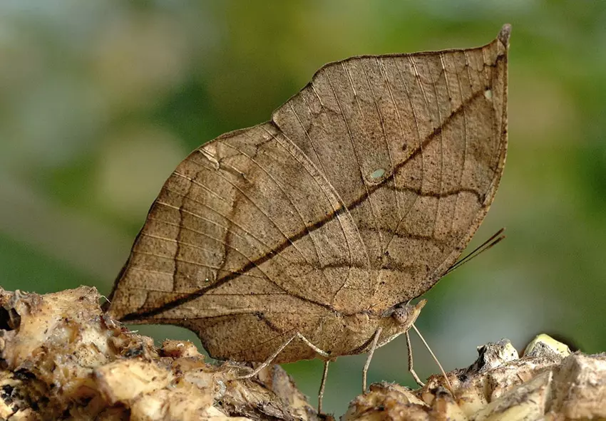 Callima Un genre de papillons diurnes de la famille des Nymphalidae se déguise en feuille sèche. Lorsque les ailes du papillon sont fermées, le motif à l'arrière des ailes ressemble au contour d'une feuille séchée. Distinguer un papillon d'une feuille est souvent difficile, même à courte distance.