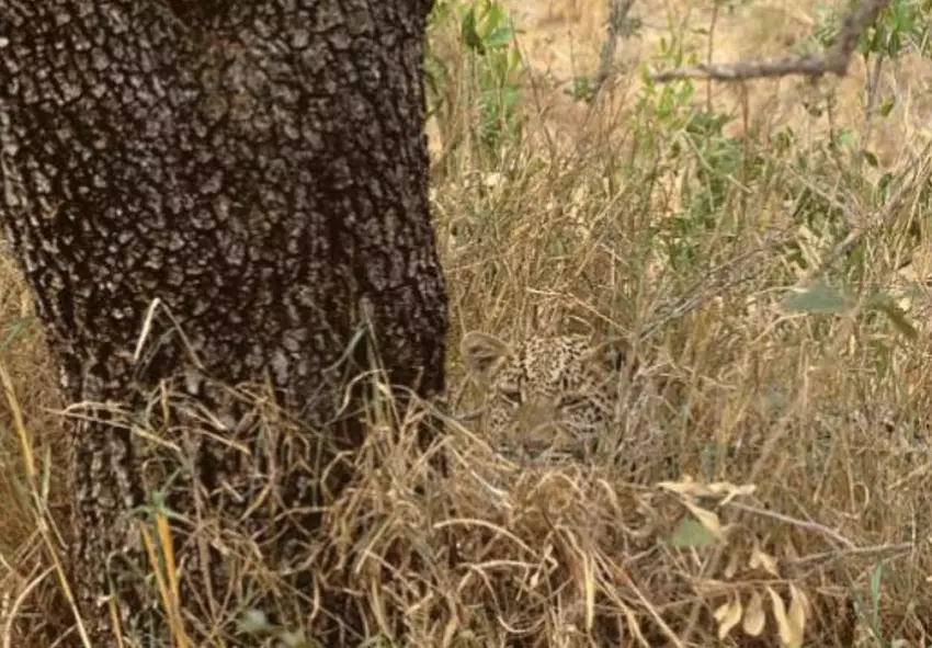 Leopard Miankina amin'ny toerana onenana, ny lokon'ny lokon'ny leoparda dia mety miovaova amin'ny hazavana ka hatramin'ny maizina. Ankoatr'izay, ny olona tsirairay dia samy manana ny endriny manokana. Amin'ny ankamaroan'ny biby, ny loko ankapobeny dia mavo misy tasy mainty. Mamela azy ireo hijanona mangina ao anaty ahitra maina sy mitady haza lambo.