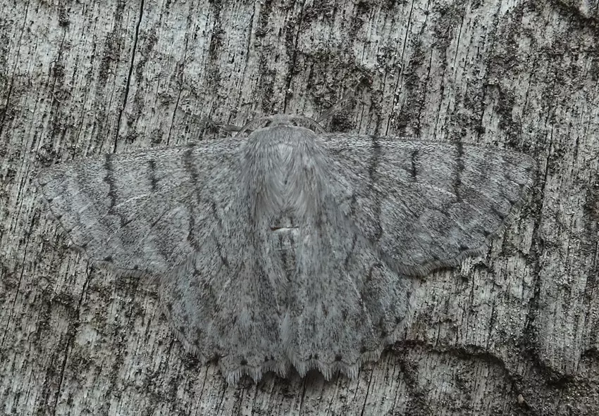 Moths Eguneko sitsen artean, egiturazko ezaugarriak ez ezik, koloreak ere bereizten dira. Oro har, kolorean tonu grisak edo marroiak dira nagusi. Egunez, atseden-sitsa nekez antzematen da, zuhaitzen atzealdean desegiten baita.