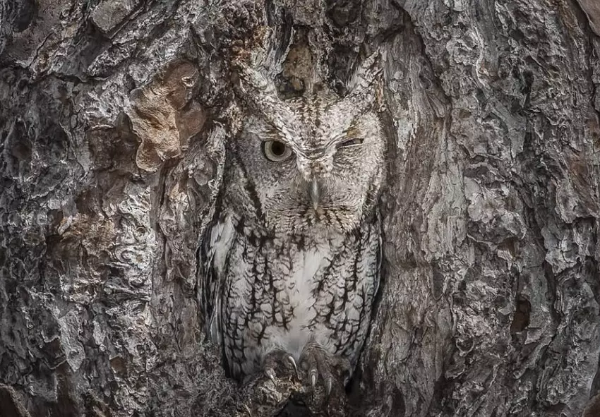 Owl Sephooko se ka utluoa habonolo ka morung, empa ha ho bonolo ho se bona. Liphooko li na le 'mala o lerootho le boholo ba' mala o moputsoa le o sootho, ka hona li kopana le lifate tse ka mekoting eo li lutseng ho eona.