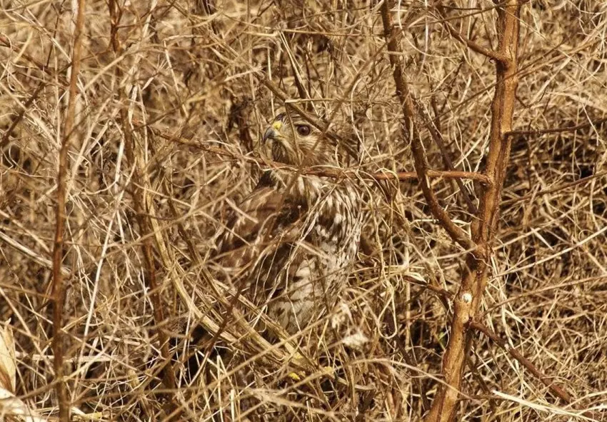 Faucon roux Le faucon roux appartient à la famille des oiseaux de proie, il doit donc rester invisible pendant la chasse. Sa couleur l'aide en cela, le rendant invisible et lui permettant de traquer ses proies, tout en restant invisible.