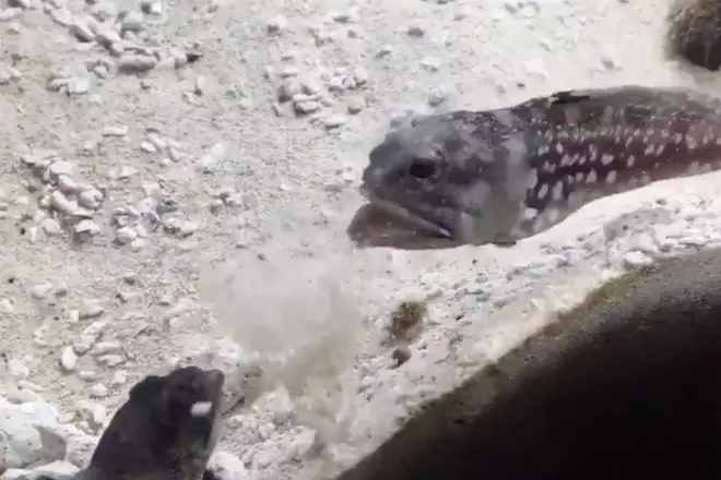 Cómo los peces juran en un acuario