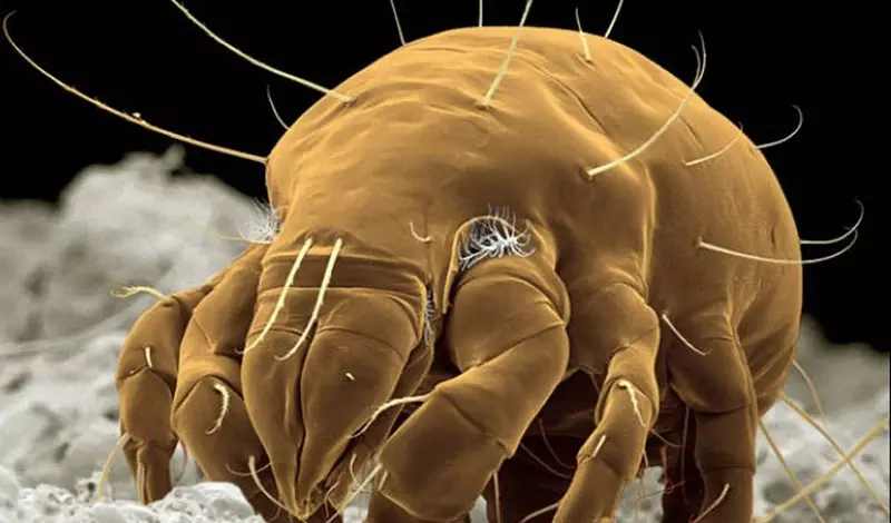 Dust mite Habitat: umbhede Ongabonakali esweni, kepha igciwane elibi lihlala eduze nathi: imicamelo, ingubo, umatilasi - ngokwezibalo, umbhede ngamunye uyidolobha elikhulu langempela lezibungu zothuli, ezifika ezigidini ezimbili lapha . Umswakama nokushisa kubangela ukukhiqizwa kabusha kwalaba bagxeki abancane: faka umoya ekamelweni kaningi futhi ushintshe umbhede.