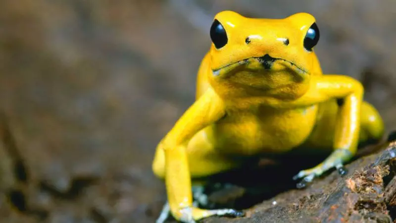 Poison Dart Frogs Gëfteg Kreaturen sinn dacks hell faarweg. Ee Bléck op de Poison Dart Frog fir souguer eng Faarfblann Persoun ze erschrecken. D'Gëft vun de Gëftdartfräschen ass onheemlech mächteg. Eng Drëps Toxin ka ganz einfach eng Dose Leit op déi nächst Welt bréngen. An et kann an d'Blutt kommen net nëmmen duerch d'Blutt, awer och duerch d'Pore vun der Haut. Wëssenschaftler musse mat hinnen a spezielle Handschuesch schaffen.