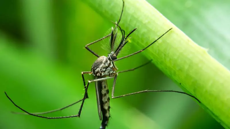 Mygg Det är konstigt, men första platsen i listan över de farligaste varelserna på planeten är upptagen av små myggor. De lyckas infektera upp till 700 miljoner människor med malaria om året. Dödsfall registreras från 2 till 3 miljoner. Inget lejon har någonsin drömt om en sådan produktivitet!