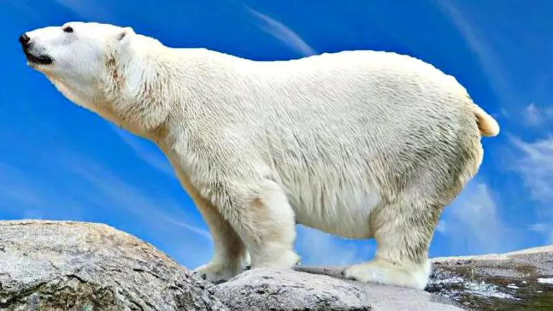 Polar bear Onye kacha eri anụ na -eri ihe ruru otu tọn na ọkara. Polar bear ọ na -atụ egwu mmadụ n'ụkpụrụ? O yighị. Onye ọjọọ na -eri anụ polar anaghị ekewapụ mmadụ na anụ oriri ndị ọzọ, nke na -eme ha oke egwu. Kwa afọ, nkezi nke mmadụ 10 ruo 30 na -anwụ site na ntu na ezé anụ ọhịa pola.