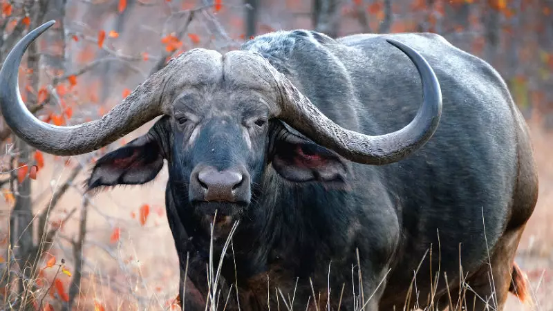 Buffalo nke Afrịka Ọ dịghị onye na -agbagha ebe ịta nri nke ìgwè ehi ndị Africa na -ahọrọ. Nnukwu, otu na ọkara ton nke nwere mpi dị elu na-agbakọta n'ọtụtụ ìgwè ehi, nke ọdụm na anụ ndị ọzọ na-erifefe. Ndị obodo na -anwa ịpụ na atụ: dị ka ọnụ ọgụgụ si kwuo, ọtụtụ mmadụ nwụrụ n'ihi ha n'Africa niile karịa ọdụm na agụ owuru.