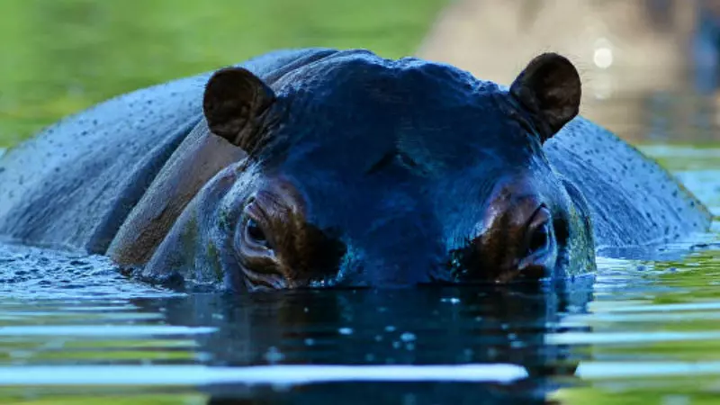 Hippopotamus Nnukwu mmiri mmiri nke na -eme ihe ike anaghị echebara obere ihe dị ka mmadụ echiche. Anụ ọhịa a na -eji ọ joyụ ebi na apịtị dịdebere obodo. Hippos nri abalị na -ahọrọ ịbanye n'ubi dị nso, nke na -amanye ndị bi ebe ahụ ịlụso iyi egwu ahụ ọgụ. Site n'afọ ruo n'afọ, ọnụ ọgụgụ mgbakọ na hippos nke ndị mmadụ na -eto naanị: kọntinent a na -ejupụta n'ụba, anụmanụ agaghịkwa alaghachi azụ. Nwa anwụnta na -eme ihe ike nwere ike ịwakpo ụgbọ mmiri na -agafe dị ka nke ahụ; n'ime otu afọ, edekọtara ihe ruru ọgụ ọgụ 1000 na anụmanụ ndị a.