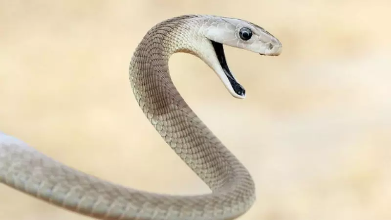 Black Mamba Op kuerzen Distanzen erreecht déi schwaarz Mamba iwwer 11 km / h. Fir aus sou engem Schoss ze flüchten ass einfach onrealistesch. Den Toxin wuertwiertlech an enger halwer Stonn féiert zu enger kompletter Lähmung an Atmungsarrest. Professionneller notéieren déi extrem Aggressivitéit vun dëse Schlaangen: virun der Entwécklung vun den éischten Antidoten hat de schwaarze Mamba de Ruff vun engem extrem geféierleche Feind.