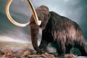 Maxay mammoths u bakhtiyeen?