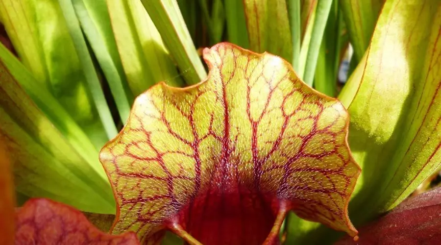 Sarracenia រូបរាងពិសេសនៃស្លឹករបស់ Sarracenia ដើរតួជាអន្ទាក់។ លើសពីនេះផ្កានេះសំងាត់អង់ហ្ស៊ីមថ្នាំពិសេស៖ ជនរងគ្រោះដែលស្រវឹងស្រាលែងមានឱកាសចេញក្រៅទៀតហើយ។