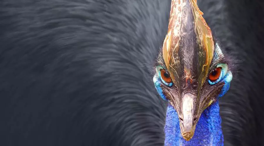 Cassowary Denne fugl ligner en struds klædt til en fest. Cassowary findes kun i regnskovene i Australien og New Guinea, men selv der vil møde med det være snarere en undtagelse fra reglen. Den mest ubehagelige, jeg må sige, undtagelse. Cassowaries har et meget udviklet territorialt instinkt: ved at finde en fremmed på deres grund bliver han ekstremt aggressiv. Det er urealistisk at løbe væk fra en fugl, der udvikler sig omkring 60 km / t, samt at overleve efter at være blevet ramt af poten, dekoreret med buede, dolkskarpe kløer.