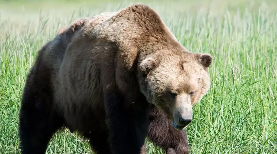 Ours Les ours sont l'un des grands carnivores les plus mignons du monde - dans les récits de nombreuses nations, ils sont présentés comme des cornes de bonne humeur, souvent du côté du héros. C'est assez étrange, car ce sont les ours qui sont considérés comme l'un des rares animaux capables de chasser et de tuer spécifiquement les humains. Un danger potentiel est une rencontre avec n'importe quelle sous-espèce, et apprendre à connaître un grizzly ou un ours polaire ne fonctionnera pas du tout.