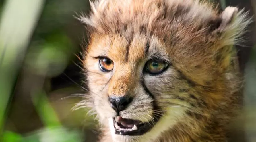 Großkatzen Die Unterfamilie der Großkatzen (Pantherinae) umfasst Pumas, Geparden, Löwen, Jaguare und andere niedlich aussehende, aber tödliche Tiere der Katzenordnung. In Nordamerika greifen Pumas ständig einsame Touristen an und stehlen sogar kleine Kinder aus Dörfern.