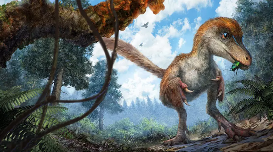 Yemwe Kutengera kapangidwe ka mchira, ofufuzawo adakwanitsa kulingalira za mwini wake. Ambiri mwina, mchira anali mwana coelurosaur. Subpecies iyi ndi ya gulu lalikulu la ma theropods, omwe amaphatikizapo ma tyrannosaurs omwe atha nthawi yayitali komanso mbalame zamakono.