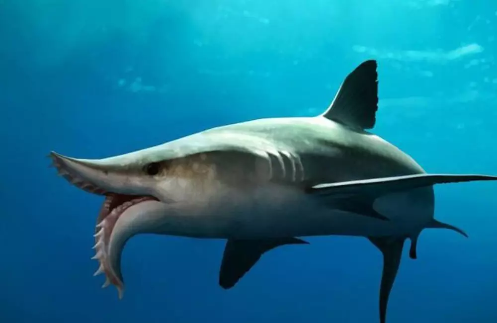 Edestus Megalodonun ilk qalıqları şok arxeoloqları tapdı. Hətta bir velosiped də var idi, sanki qrupdan bəziləri bir daha dənizə girməmişdi. Ancaq bir az sonra kəşf edilən Edestus, Megalodonu gözəl bir sahil bağçası halına gətirir: yeddi metrlik məxluq ömrü boyu təkcə dişləri deyil, çənələri də böyütdü. Edestusun dişləri düşmədi, çənələrini qorxulu bir qayçıya çevirdi.