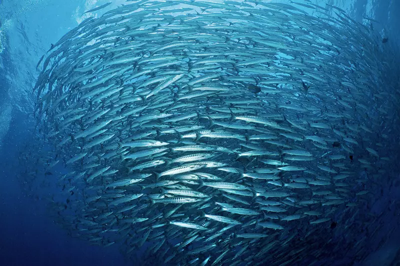 Grâce au fort courant, grouillant de plancton, des milliers de poissons de 3000 espèces nagent dans les eaux proches de l'île de Sipadan. Dans l'"aquarium" naturel, vous pouvez voir, par exemple, des balistes, des thons, des poissons perroquets, des maquereaux, ainsi que des bancs de barracudas qui créent des tornades plusieurs fois par jour.