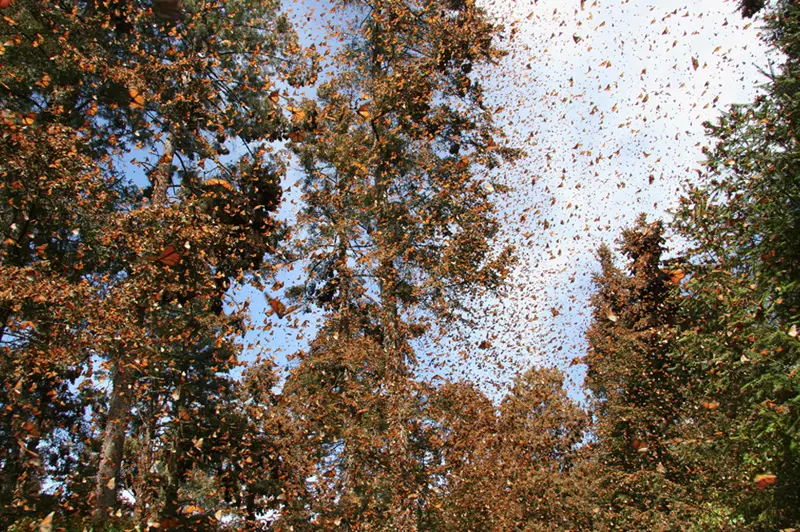 La réserve de biosphère Mariposa Monarca de 56 259 hectares abrite jusqu'à un milliard de papillons monarques de novembre à mars. Les insectes affluent ici pour l'hiver depuis la zone frontalière américaine. À la suite de l'une des migrations animales les plus difficiles au monde, toute la forêt est recouverte d'un « tapis » vivant et coloré.