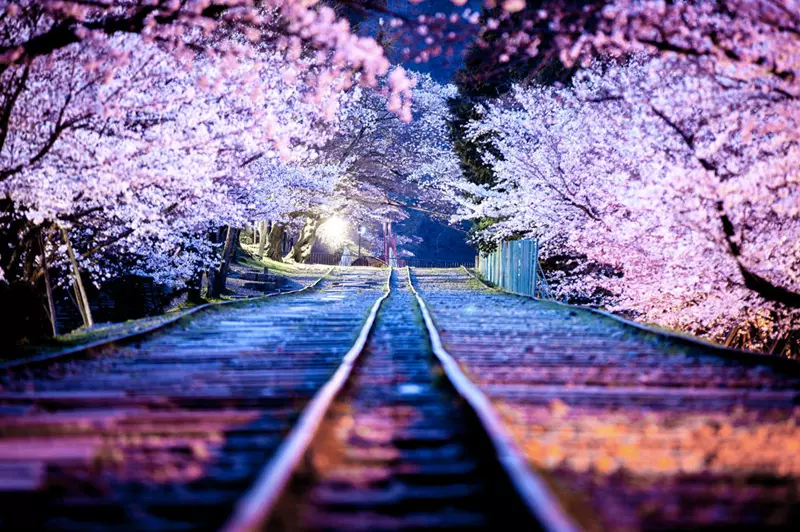 The Japanese compare the cherry blossoms with the beauty and transience of life. For a period of 7-10 days, hundreds of trees are covered with white or white-pink flowers that look like floating pink clouds from a distance.