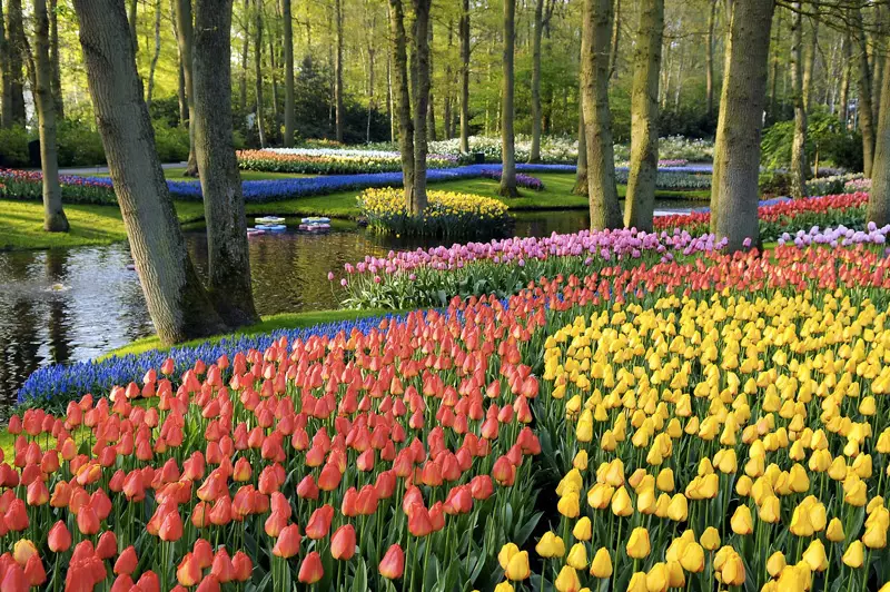 Les champs de tulipes sont considérés comme l'une des principales attractions de la Hollande. L'endroit le plus populaire pour observer leur floraison est le parc floral royal de Keukenhof. Le parc compte 4,5 millions de tulipes dans 100 variétés différentes, qui peuvent être vues dans toute leur splendeur de la mi-mars à la mi-mai.