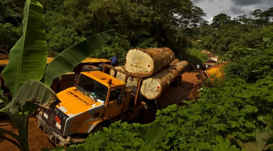 Depresión do Congo A chamada depresión do Congo alberga agora a segunda selva tropical máis grande do mundo. Pero é improbable que permaneza ata principios do século XXII. Ao redor de 3,7 millóns de hectáreas destrúense cada ano. Os expertos do World African Regional Wildlife Fund culpan da explotación desenfreada do petróleo e da minería e, por suposto, de rexistrar o que está a suceder.