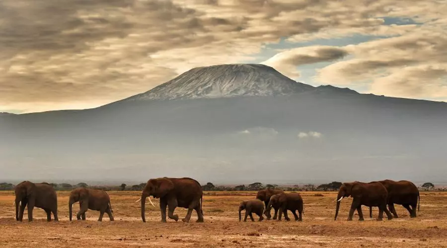 Mount Kilimanjaro Området på toppen av berget var en gång helt täckt med is. Idag påminner landskapet mer om en Mars -öken: mellan 1912 och 2011 smälte 85% av ismassivet och klimatologer tror att resten kommer att försvinna 2020.