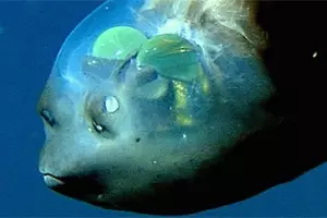 Ikan aneh yang sepertinya berasal dari planet lain