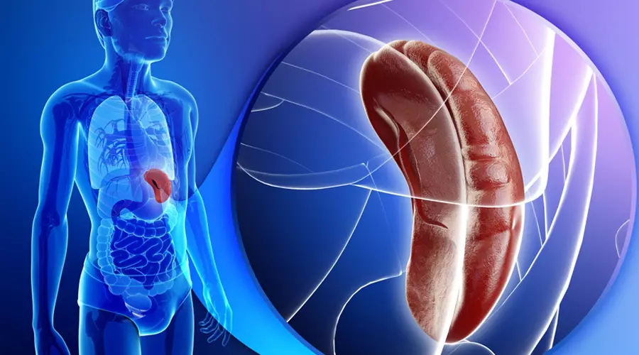 Perubatan limpa moden masih tidak dapat mengetahui fungsi tepat limpa. Hanya diketahui bahawa organ inilah yang menghasilkan limfosit dan antibodi, merosakkan sel darah merah lama dan merupakan sejenis depot untuk darah yang dikeluarkan semasa latihan fizikal.