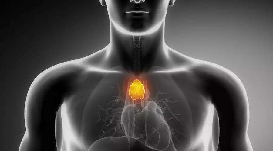 I-Thymus yenye yezona zinto zimangalisayo nezimangalisayo zomntu. I-T-lymphocyte, ezilwa neentsholongwane, ziveliswa kwi-thymus gland, kodwa umsebenzi wayo awuqhubeki kwaye ngokuthe ngcembe uphela uneminyaka engama-30- ke, le thymus ibizwa ngokuba lidlala lobutsha.