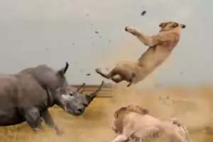 Badhak gawat vs. gajah, kebo lan uga singa