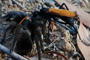 En kæmpe tarantula angreb en hveps og fortrød det