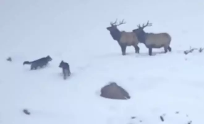 Volkovi so šli lovit srne. Toda srne so se izkazale za bolj zvite in jih zvabile v globok sneg