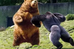 Angry Bear εναντίον Tiger, Cougar, Bison & Walrus: Epic Battles