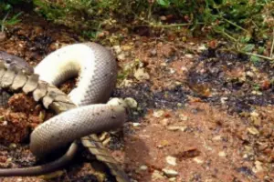 Alligator vs. Python Wild Fight: Ang Forester Halos Gibulagbulagan ang mga Monsters