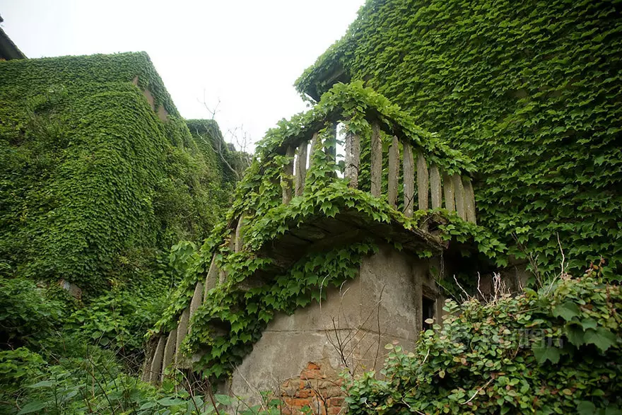 All houses are covered with dense green vines of maiden grapes.