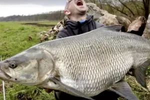 Ungewöhnlich riesige Fische, die aus den Flüssen Russlands gezogen wurden