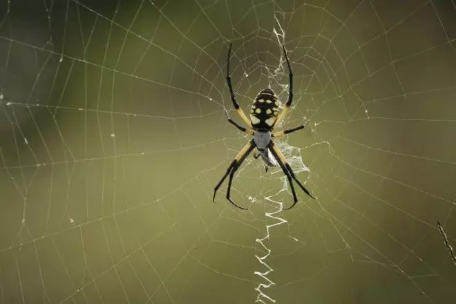 Bakit ang mga gagamba ay hindi maaaring masira sa bahay