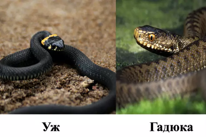 Cómo no confundir una serpiente con una víbora