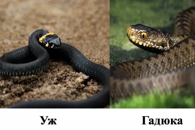 Come non confondere un serpente con una vipera