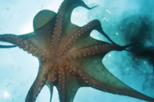 5 scary cases of octopus attacks on humans