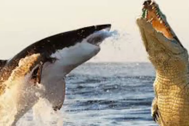 Giant Crocodile Fight White Shark: Clash of the Titans