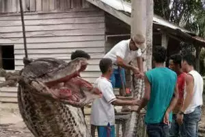 Nisy python goavambe nanafika mpiambina indoneziana iray ary nofaizina mafy