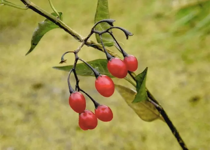 Bittsweet nightshade Awọn ologbele-abemiegan blooms lati pẹ May si Kẹsán. Ni Oṣu Karun-Oṣu Kẹwa, awọn eso alẹ alẹ ripen, eyiti o jẹ awọn eso pupa. Wọn, bii igi ati awọn ewe, jẹ majele. Paapaa awọn ẹranko ko jẹ awọn eso alẹ alẹ ni kikorò. Awọn irugbin rẹ ni solanine glycoalkaloids, solidulcin, dulcamarine ati awọn nkan oloro miiran ti o le fa majele. O ṣe afihan ararẹ ni irisi irora inu, inu rirun, eebi, kikuru ẹmi ati ikuna inu ọkan.