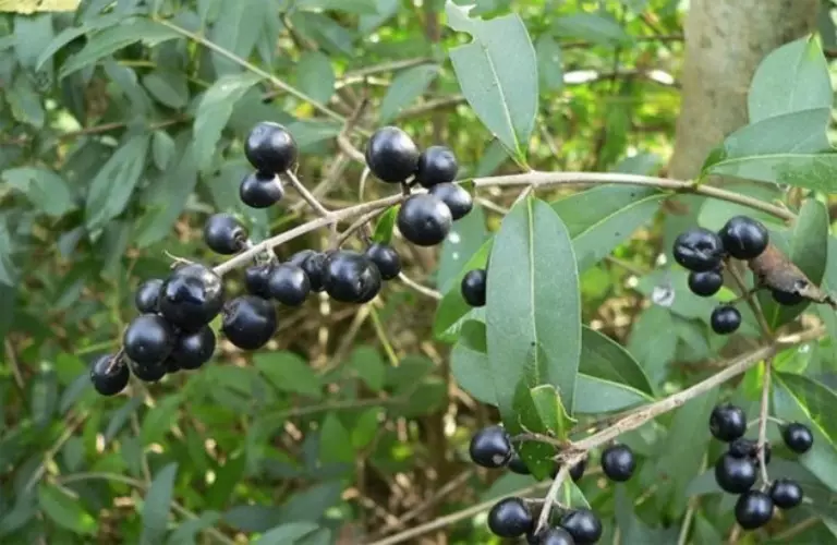 Baies de llúpols o llops Les baies maduren al setembre-octubre i romanen a les branques de l’arbust durant molt de temps. Les fruites negres o de color blau fosc contenen substàncies tòxiques, l’efecte de les quals es manifesta ja un parell d’hores després de menjar les baies. En cas d’intoxicació amb fruits del llustr, es produeixen molèsties al dolor abdominal, vòmits, danys renals i activitat cardíaca.